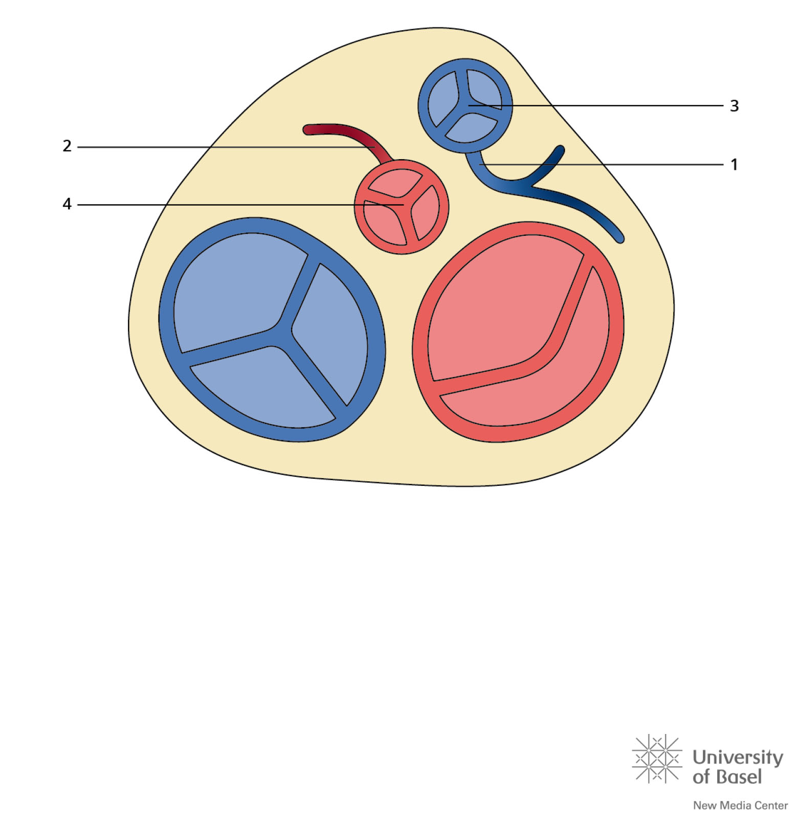 Abnormale origo van de coronairen (inclusief ALCAPA) – CAHAL